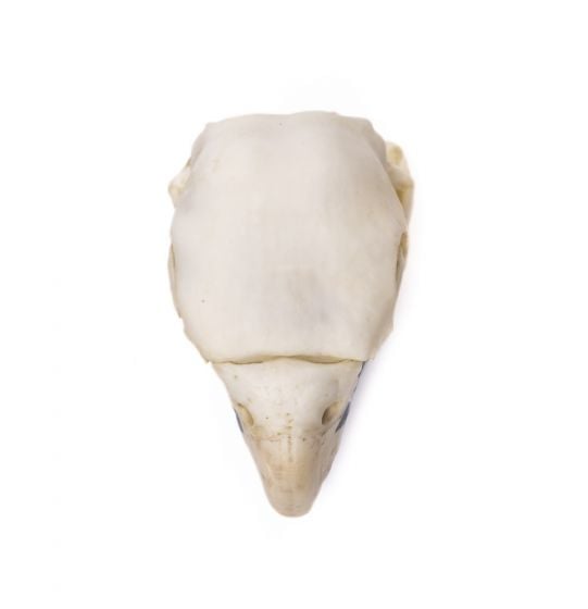 Scarlet Macaw Skull Replica