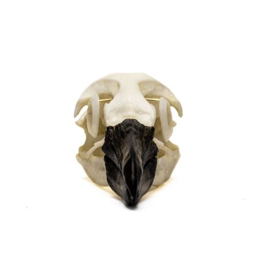 Magellanic Penguin Skull Replica