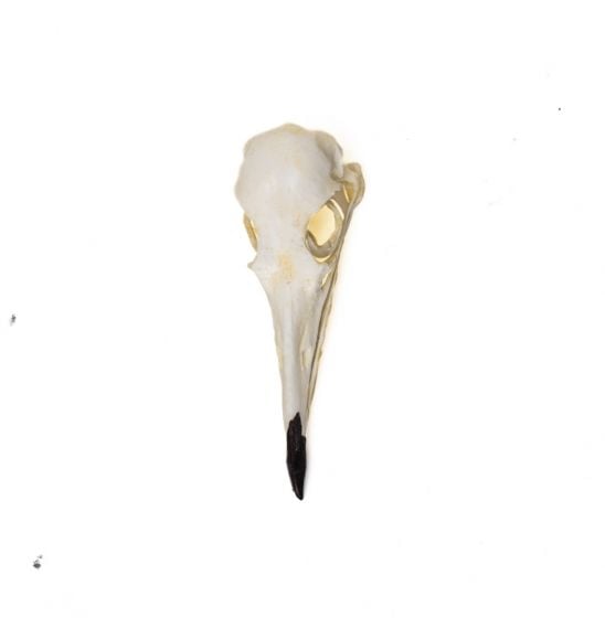 Roadrunner Skull Replica