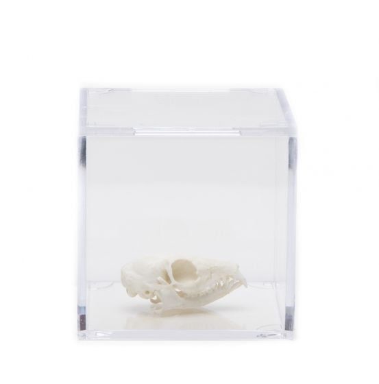 Tree Shrew Skull Replica