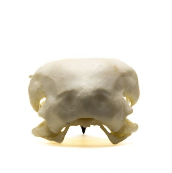 Red Tailed Raptor Skull Replica