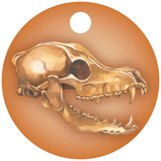 Skull Identification Card Set