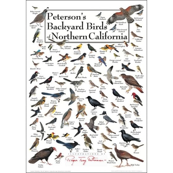 Peterson's Backyard Birds of Northern California Poster
