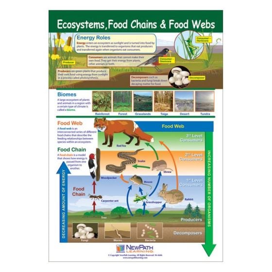 Ecosystems, Food Chains & Food Webs (Laminated Poster)