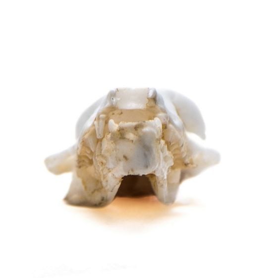 Little Brown Bat Skull Replica