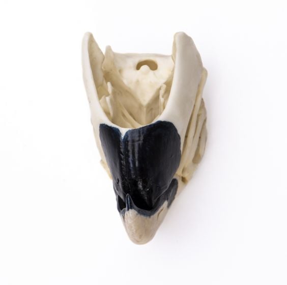 Scarlet Macaw Skull Replica