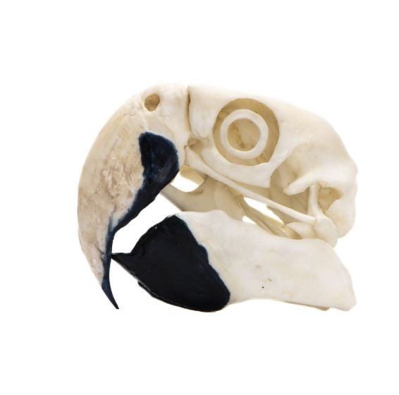 Scarlet Macaw Skull Replica