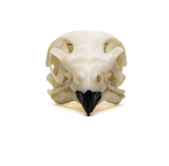 American Kestrel Skull Replica