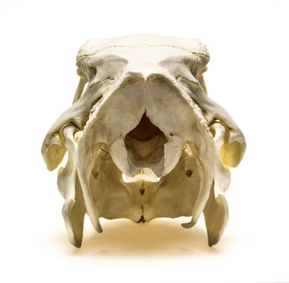 Capybara Skull Replica