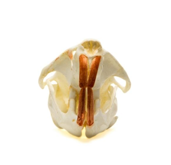 Muskrat Skull Replica
