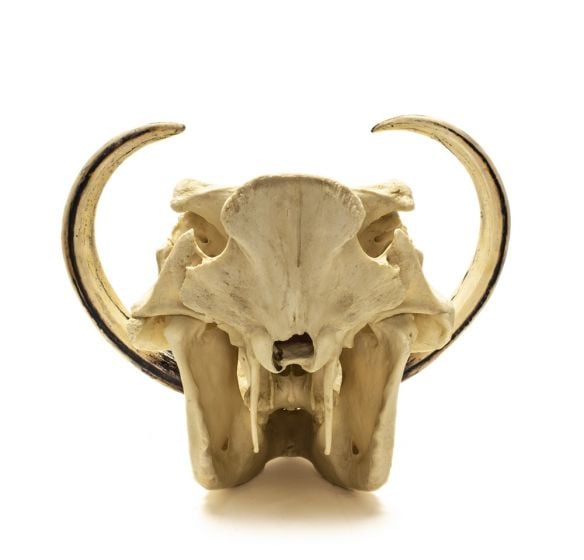 Warthog Skull Replica