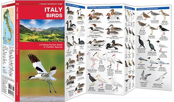 Italy Birds (Pocket Naturalist® Guide)