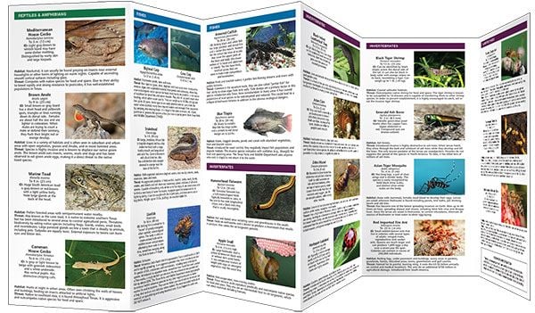 Texas Invasive Animals (Pocket Naturalist® Guide)