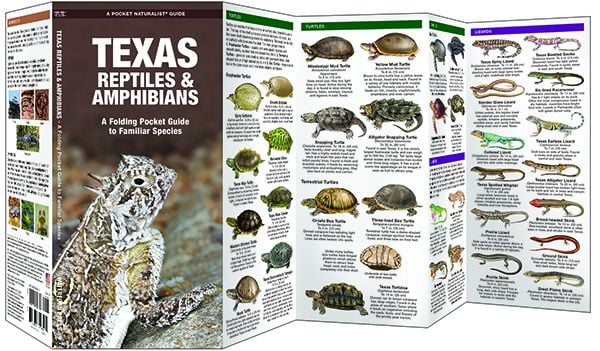 Texas Reptiles & Amphibians (Pocket Naturalist® Guide)
