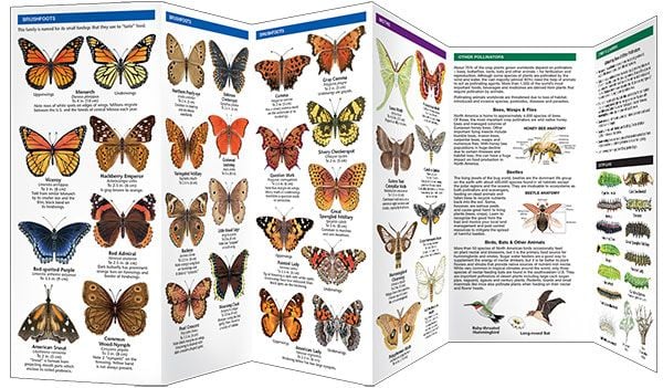 Missouri Butterflies & Pollinators (Pocket Naturalist® Guide)