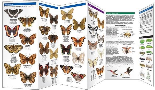 Alaska Butterflies & Pollinators (Pocket Naturalist® Guide)