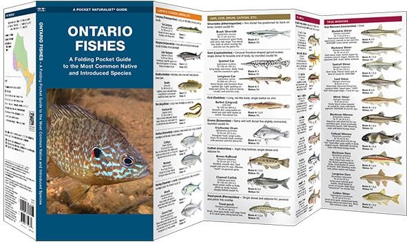 Ontario Fishes (Pocket Naturalist® Guide)