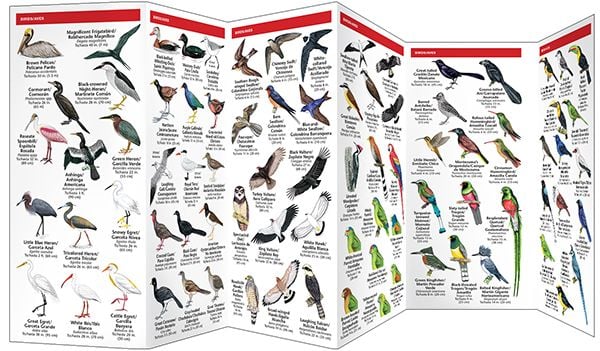 Costa Rica Wildlife / Vida Silvestre de Costa Rica (Pocket Naturalist ...