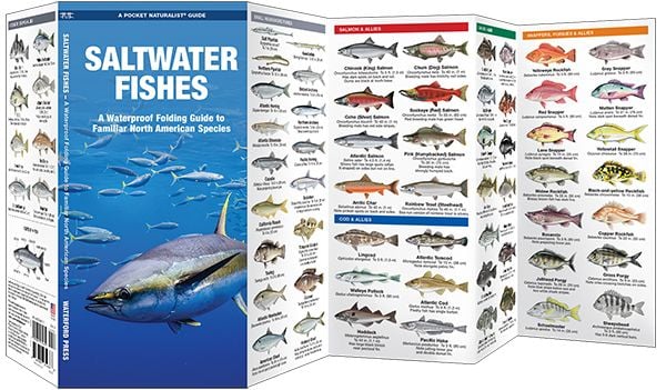 Saltwater Fishes, 2nd Edition (Pocket Naturalist® Guide)