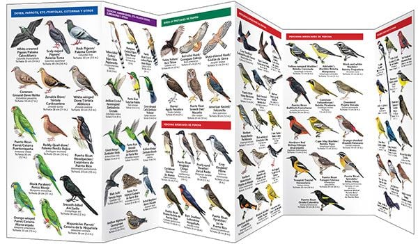 Puerto Rico Birds/Aves de Puerto Rico (Pocket Naturalist® Guide)