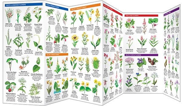 Delaware Trees & Wildflowers, 2nd Edition (Pocket Naturalist® Guide)