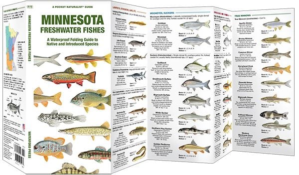 Minnesota Freshwater Fishes (Pocket Naturalist® Guide)