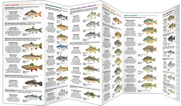 North Carolina Freshwater Fishes (Pocket Naturalist® Guide)