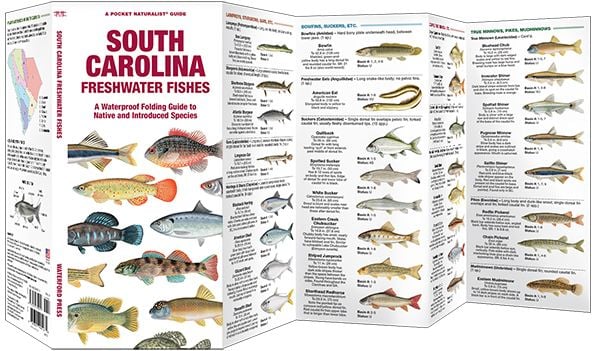 South Carolina Freshwater Fishes (Pocket Naturalist® Guide)