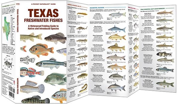 Texas Freshwater Fishes (Pocket Naturalist® Guide)