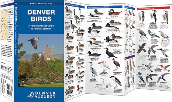 Denver Birds, 2nd Edition (Pocket Naturalist® Guide)