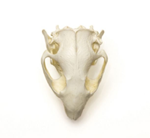 Beaver Skull Replica
