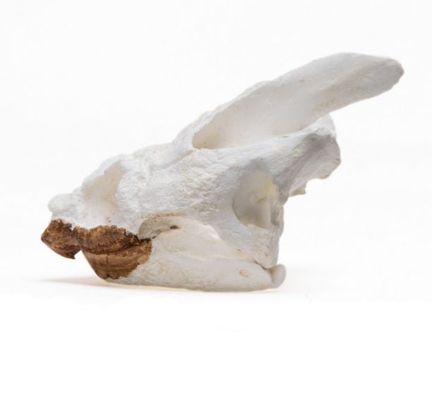 Common Snapping Turtle Skull Replica
