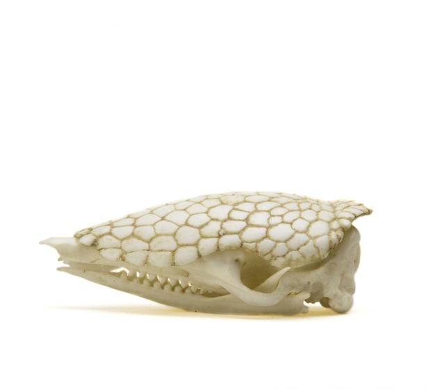 Armadillo Skull Replica