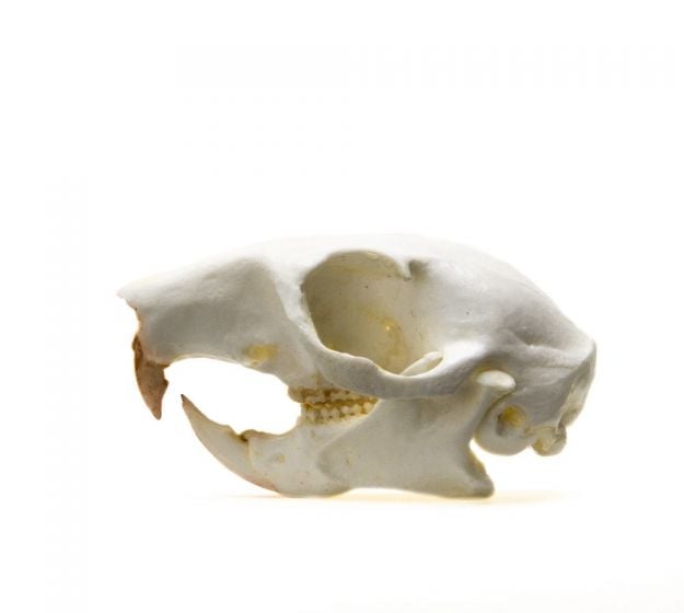 Eastern Gray Squirrel Skull Replica
