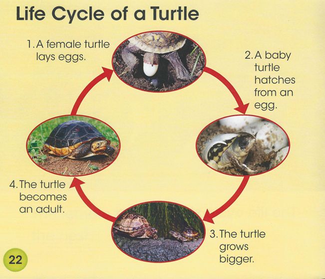 A Turtle's Life (Watch It Grow Series)