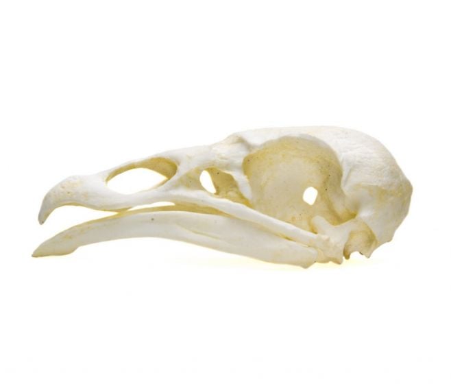 Turkey Vulture Skull Replica