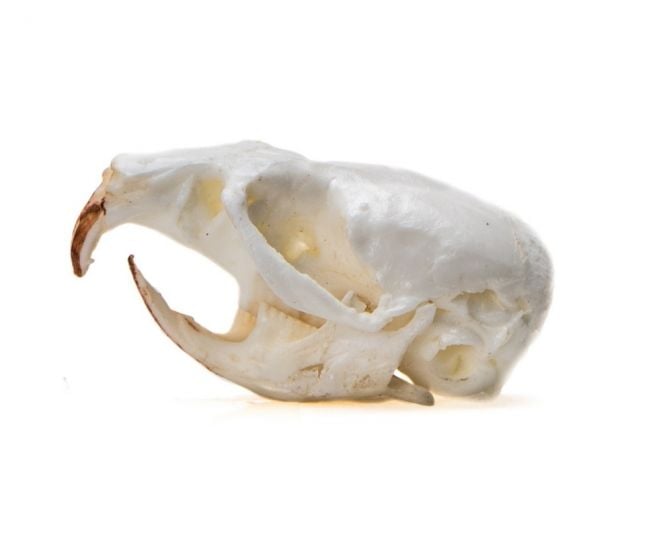 Meadow Vole Skull Replica
