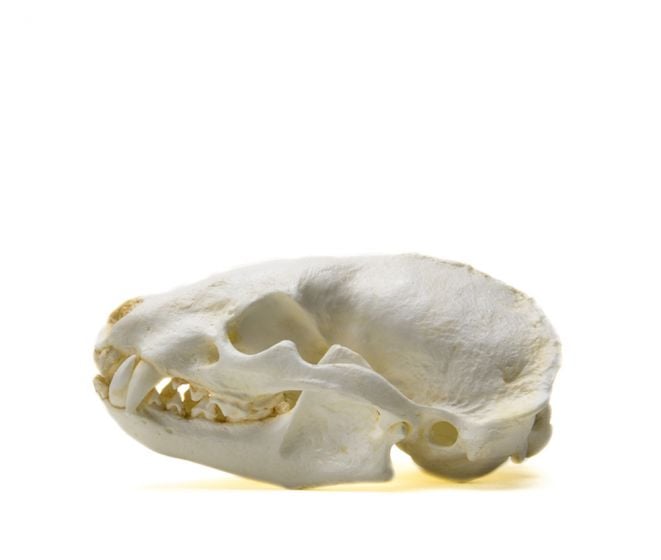 American Badger Skull Replica