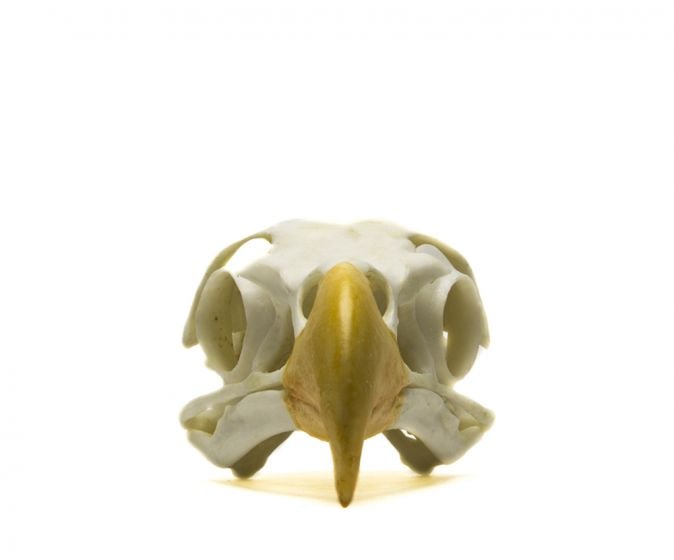 Bald Eagle Skull Replica