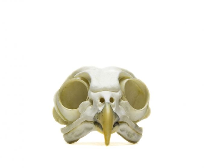 Barred Owl Skull Replica