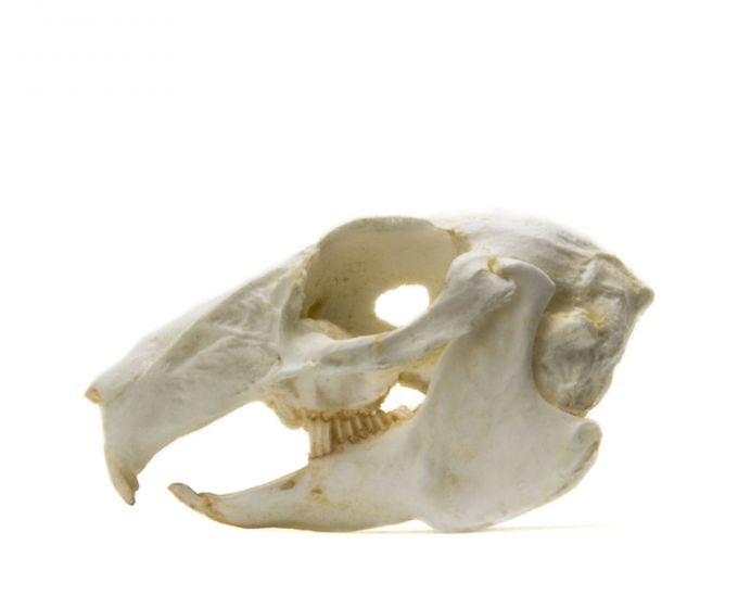 Cottontail Rabbit Skull Replica