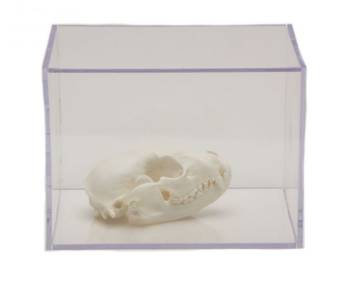 Omnivore Skull Collection with Discounted Museum Display Cases