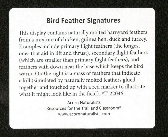 Bird Feather Signature Display (Animal Signatures® Display Series)