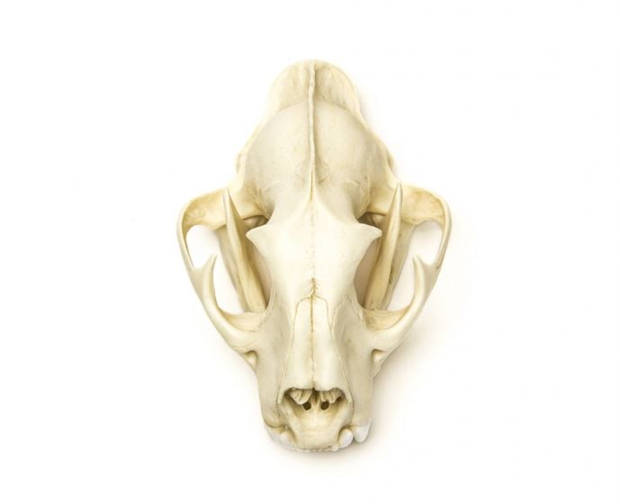 Mountain Lion Skull Replica
