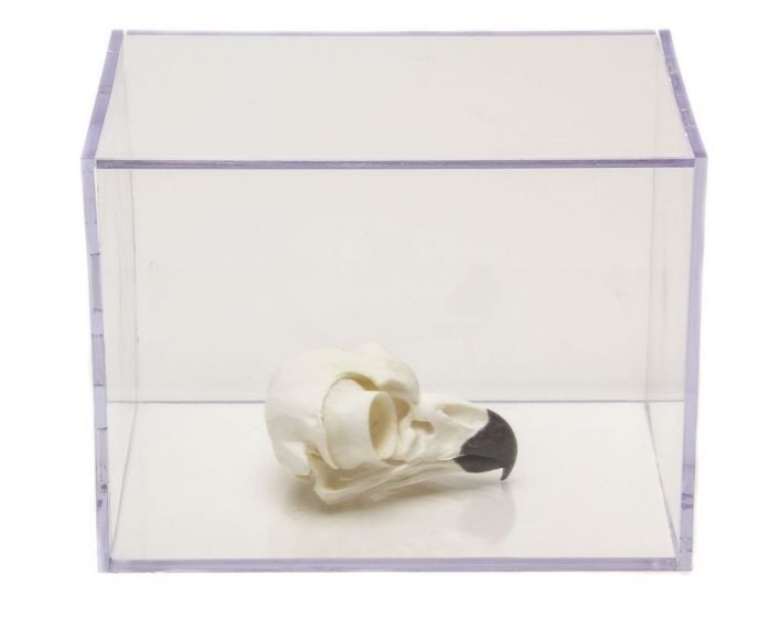 Owl Skull Collection with Discounted Museum Display Cases