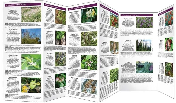 Florida Invasive Plants (Pocket Naturalist® Guide)