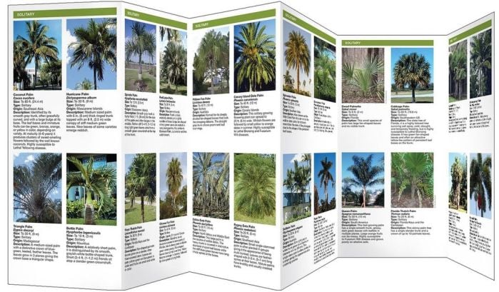 Florida Palms (Pocket Naturalist® Guide)