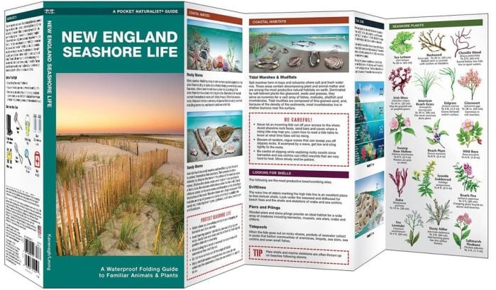 New England Seashore Life (Pocket Naturalist® Guide)