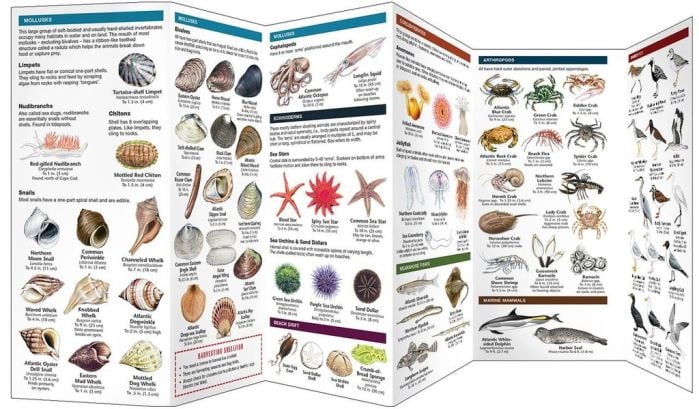 New England Seashore Life (Pocket Naturalist® Guide)