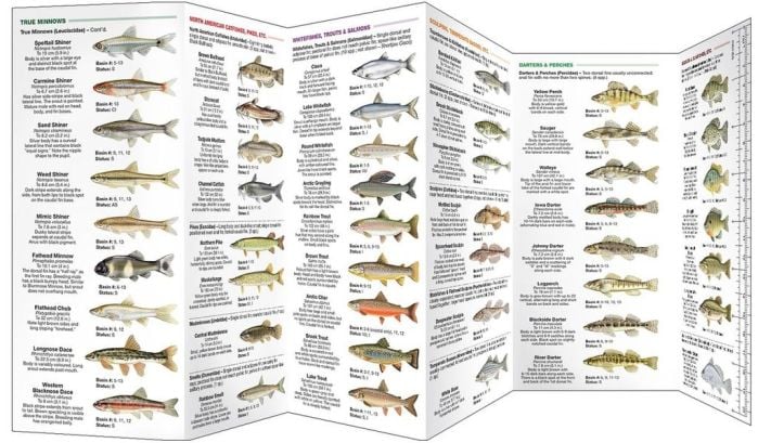 Manitoba Fishes (Pocket Naturalist® Guide)